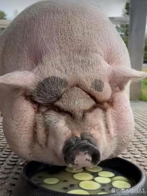 SL2-100协议-CSDN博客