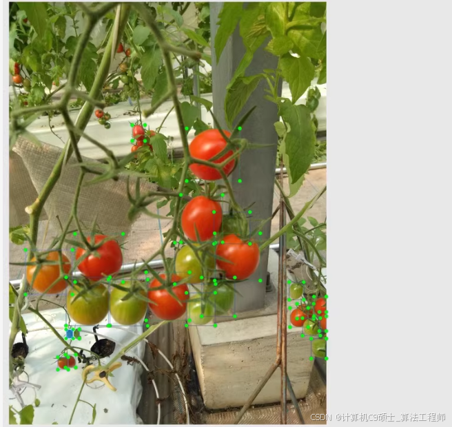 目标检测使用yolov8训练番茄西红柿成熟度检测数据集 6类实现一个基于 Yolov8 的西红柿成熟度检测系统 6类 Yolo格式西红柿数据集 Csdn博客