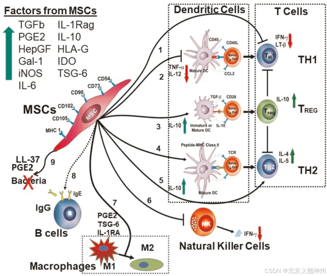 一文读懂间充质干细胞（MSCs）？难！看完这篇让你超越99%的人_mscs的免疫调节机制-CSDN博客