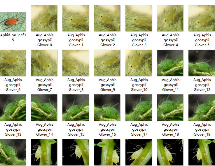 农业害虫数据集简介及下载--农作物病害（IP102,Jute_Pest_Datase,农业病虫害对农作物叶子疾病影响）_ip102数据集-CSDN博客