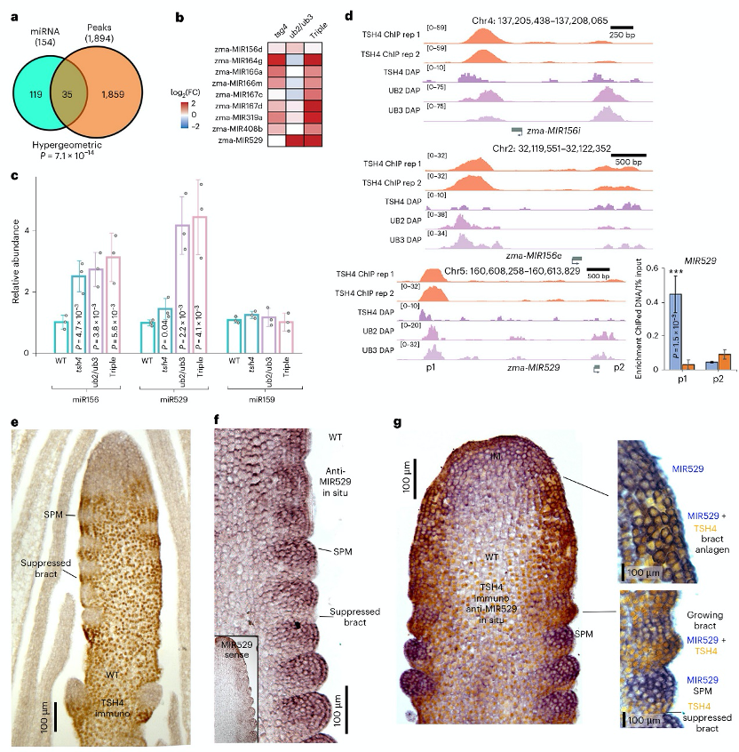 易基因：Nat Genet/IF29：董朝斌团队ChIP-seq等揭示作物株型穗型发育调控新机制 助力表观遗传育种驯化改良（顶刊佳作）_董朝斌 nature genetics-CSDN博客
