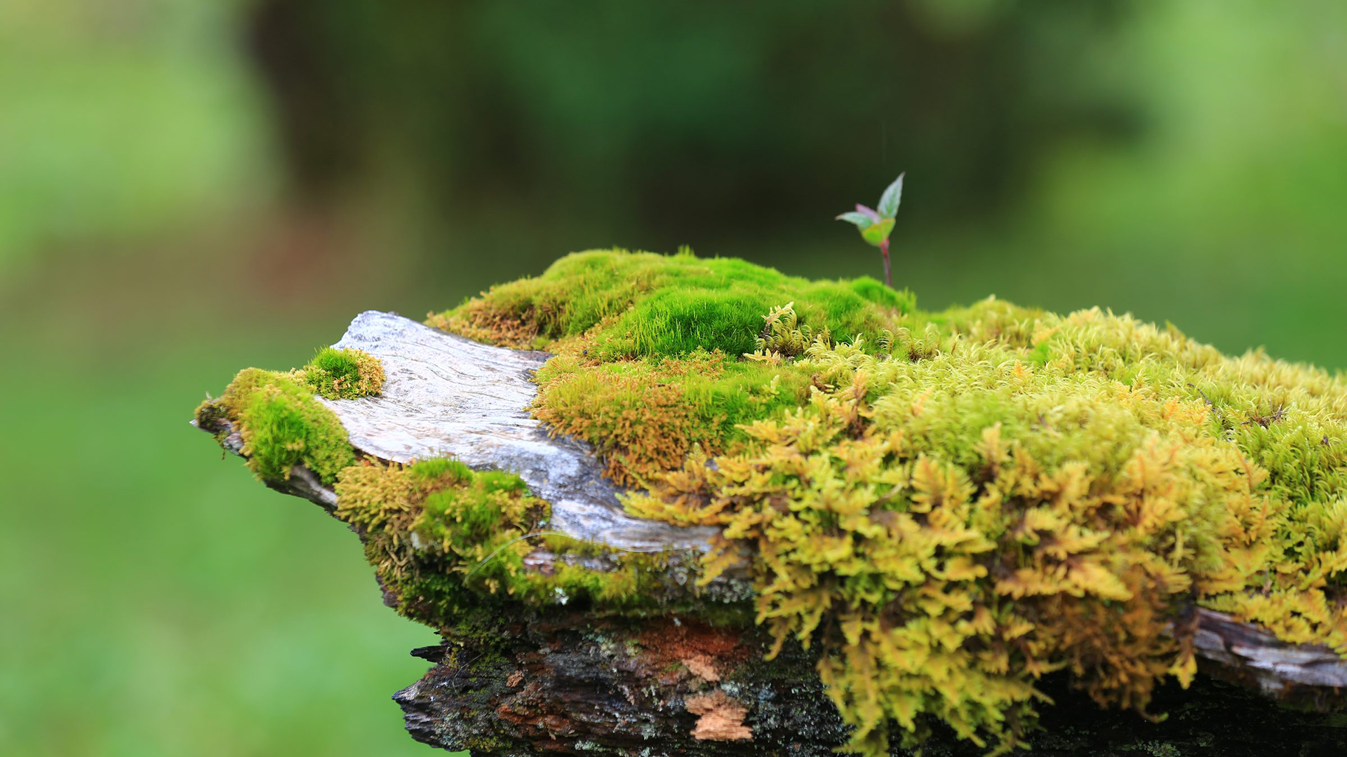 Dify智能体开发：将Dify快速接入微信、飞书、钉钉等平台_dify接入钉钉-CSDN博客