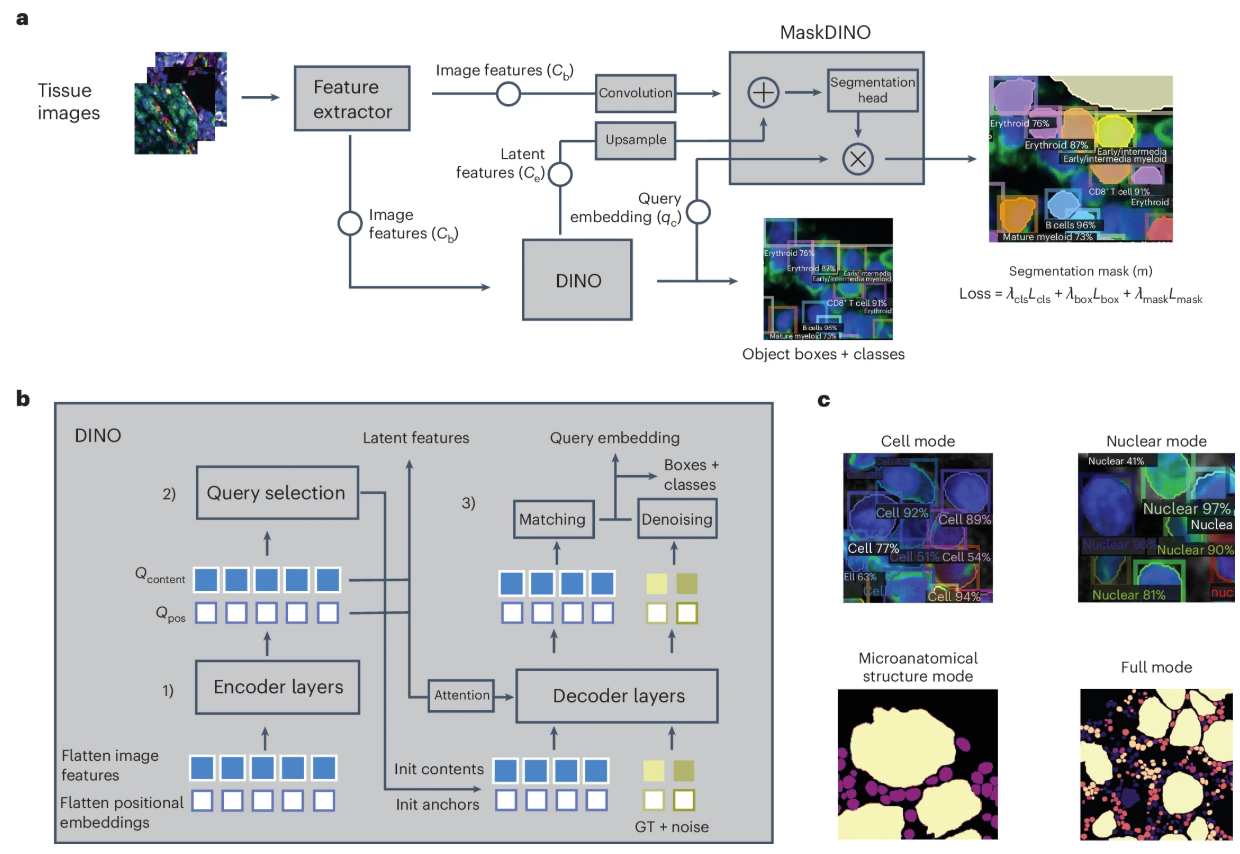 文献阅读记录-CelloType: a unified model for segmentation and classification ...