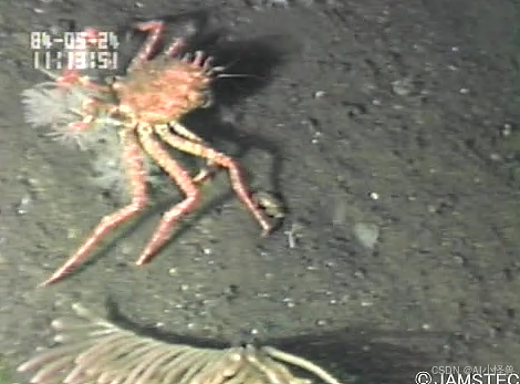 基于YOLO11的水下垃圾检测系统（Python源码+数据集+Pyside6界面）_pyside+yolo-CSDN博客