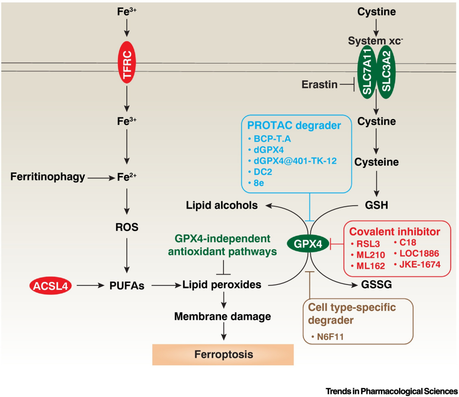 AbMole小课堂丨RSL3--铁死亡激动剂及其抗肿瘤研究_rsl3和铁死亡-CSDN博客