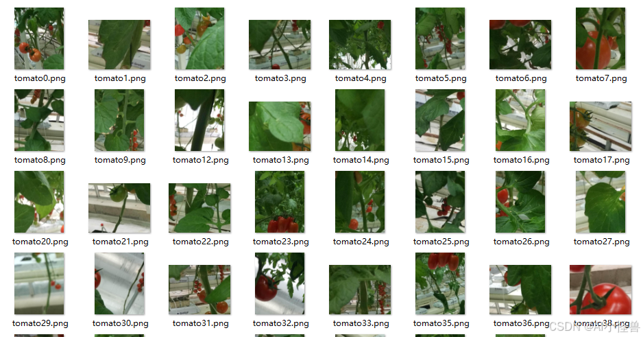 基于YOLO11的番茄检测系统（Python源码+数据集+Pyside6界面）-CSDN博客
