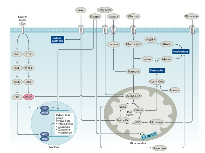 AbMole：那些在肿瘤代谢/表观遗传研究中的高引抑制剂-CSDN博客