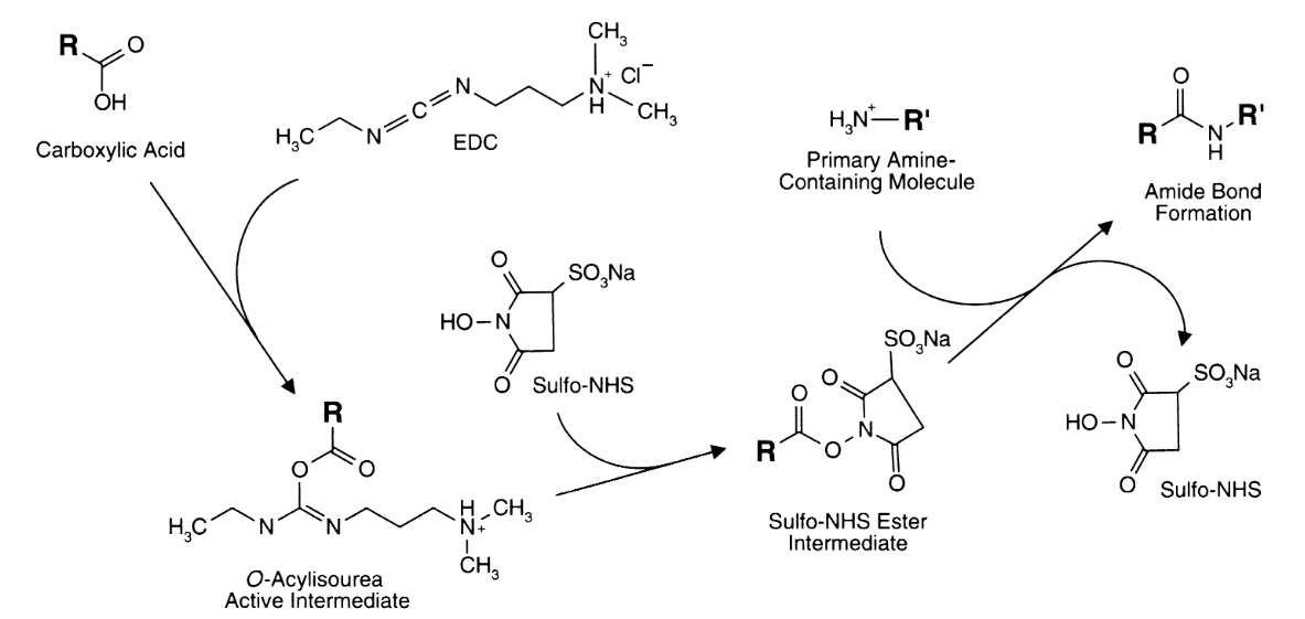 EDC与Sulfo-NHS联用_sulfo-nhs edc-CSDN博客