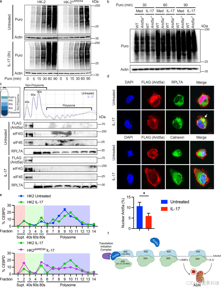 RBP研究技术RIP-seq+Polysome profiling_rna-seq结合rip-seq-CSDN博客