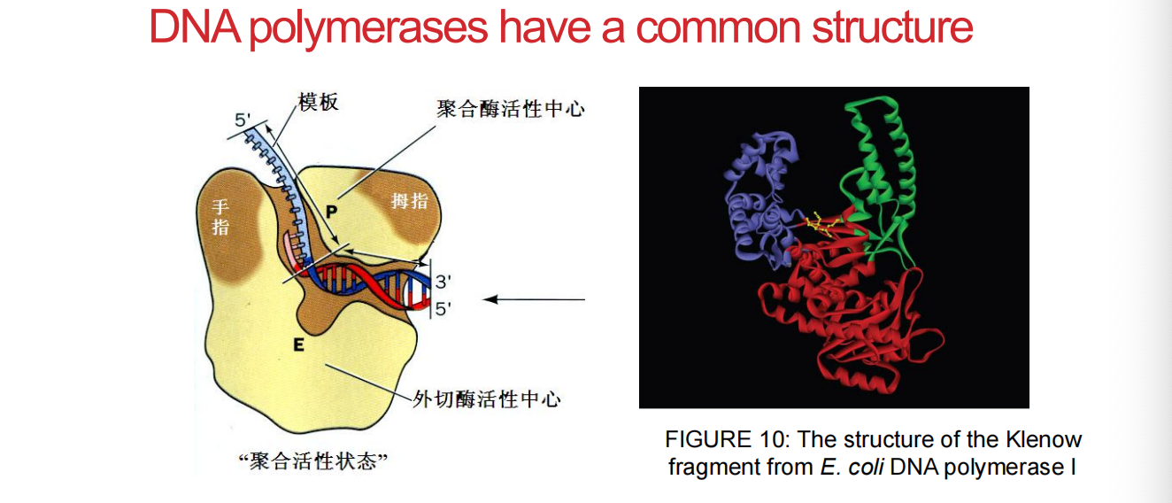 《分子生物学》DNA生物合成-CSDN博客