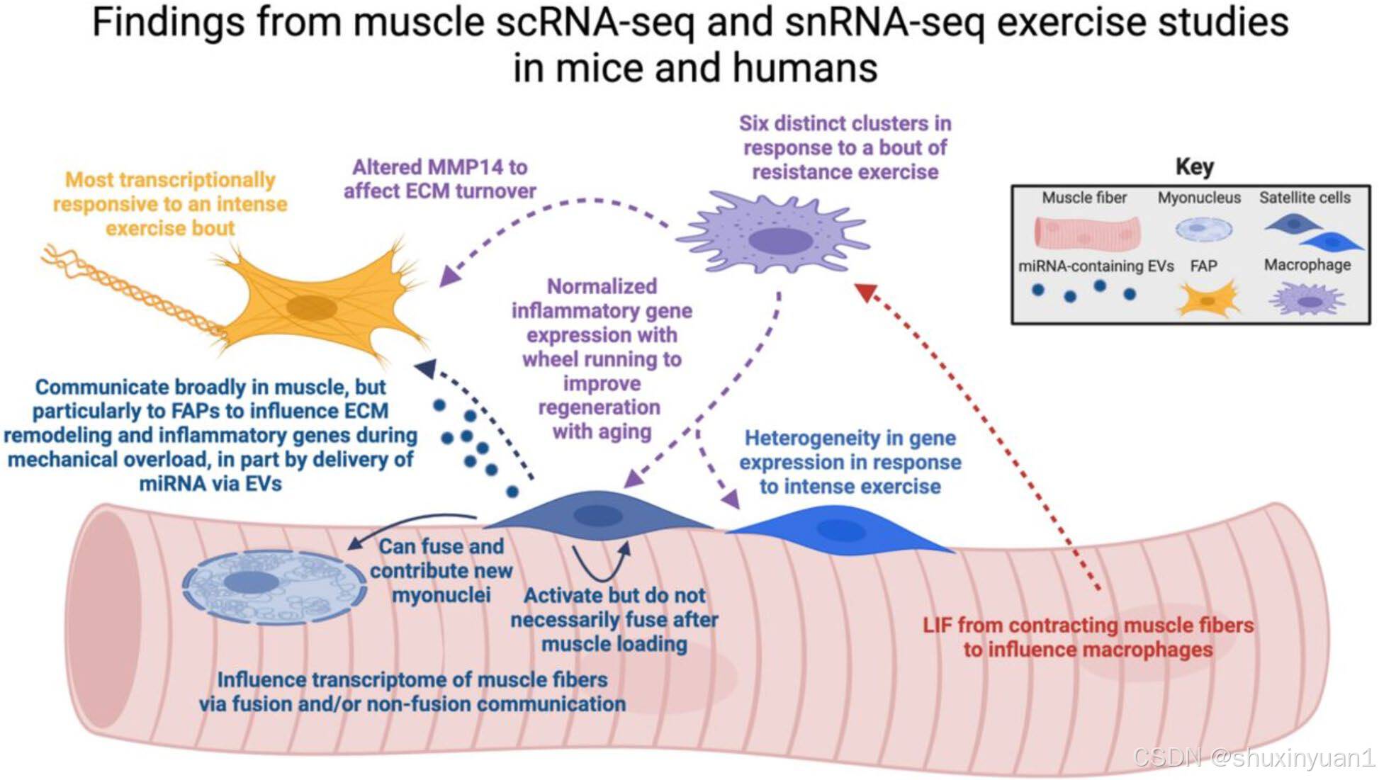 单细胞和单核RNA测序技术被用于研究成年人的骨骼肌与生信_骨骼肌单细胞测序-CSDN博客
