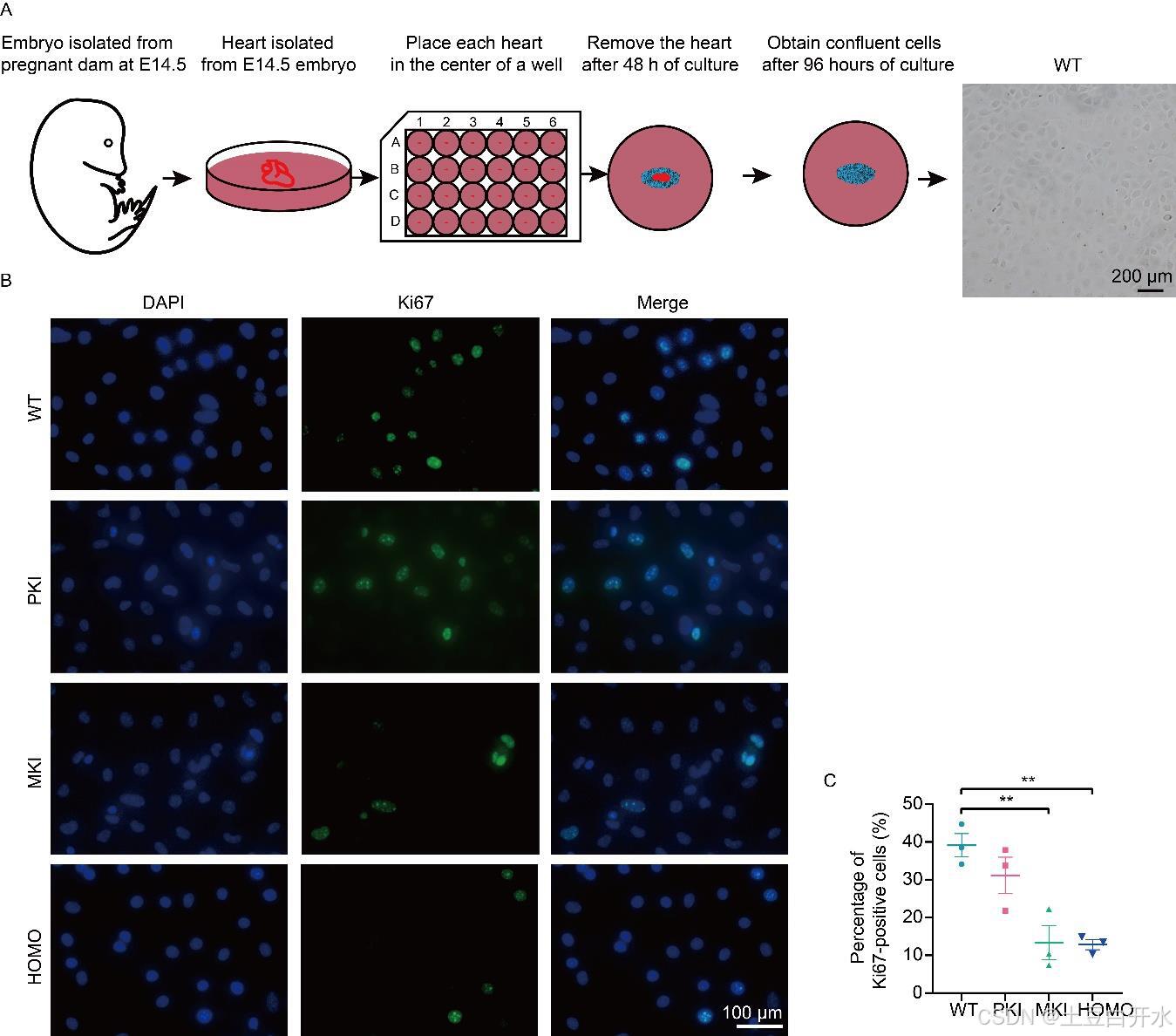 LncRNAs in the Dlk1-Dio3 Domain Are Essential for Mid-Embryonic Heart ...