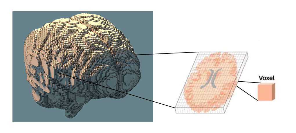 如何对NSD数据集使用Pycortex进行可视化？-CSDN博客