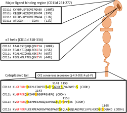 整合素家族分子CD11_cd11b-CSDN博客