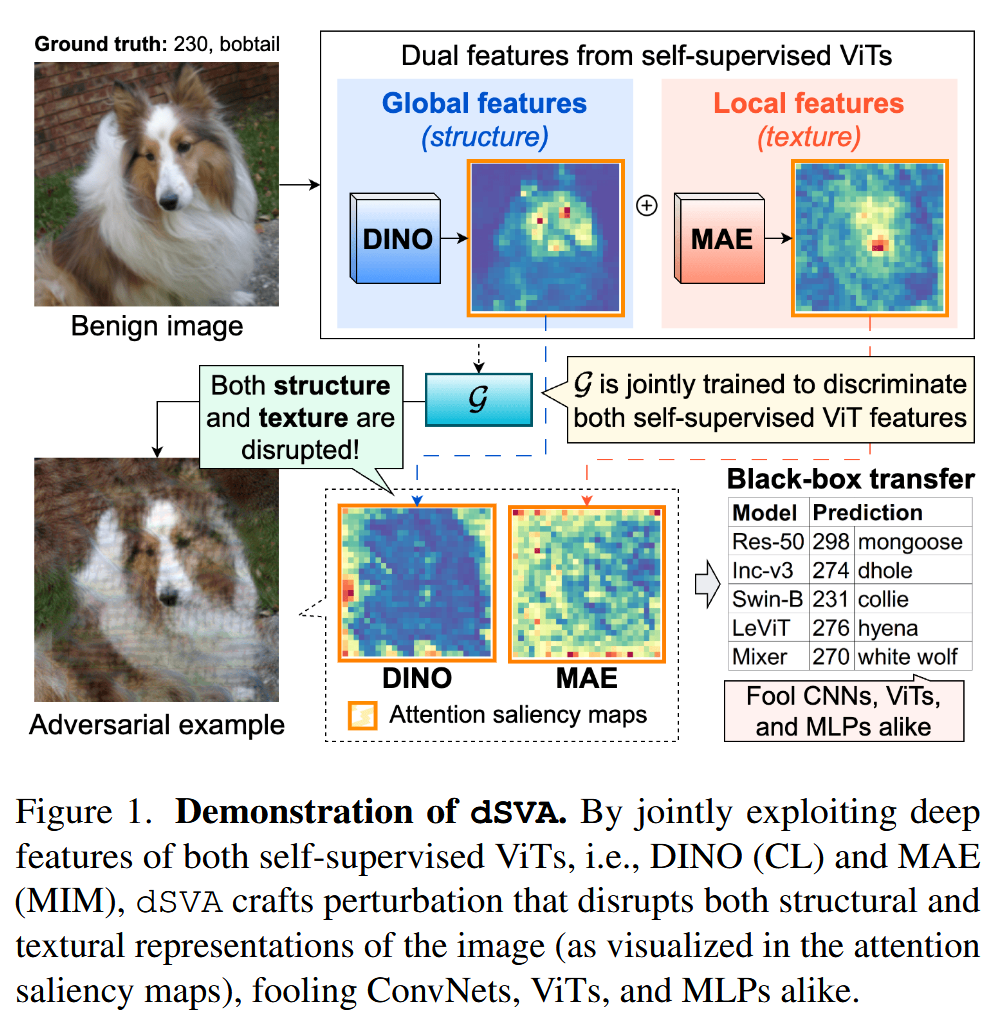 ICCV2025 | dSVA | 利用自监督视觉 Transformer 特征提高生成式对抗迁移性-CSDN博客