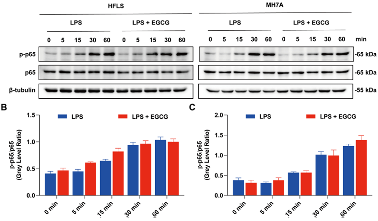 AbMole推荐-LPS（脂多糖）从免疫激活到动物造模的最新应用_脂多糖(lps)作为典型病原相关分子模式-CSDN博客