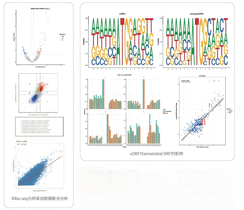 Ribo-seq—检测正在翻译的RNA信息 连接转录组学与蛋白质组学的桥梁_human riboseq bodymap-CSDN博客