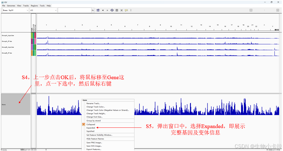 IGV软件系列--peak可视化 -CSDN博客