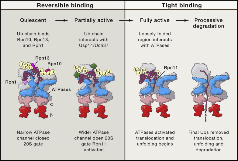 AbMole详解MG132：泛素化和蛋白酶体研究的“幕后英雄”_泛素化实验mg132处理-CSDN博客