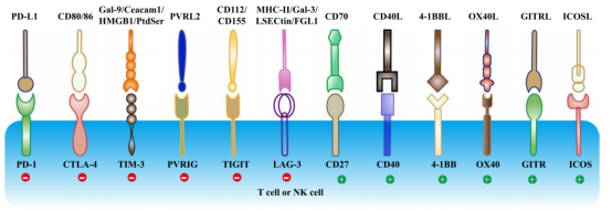 肿瘤逃逸开关PD-1/PD-L1-CSDN博客