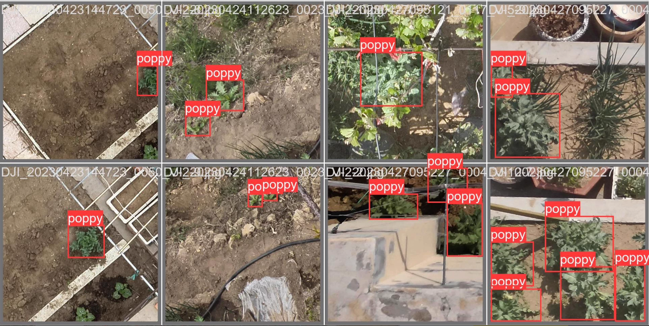 深度谢谢基于 **YOLOv8 + Streamlit** 的 **无人机罂粟毒品植株识别系统 深度学习目标检测YOLOV8模型如何训练无人机 ...