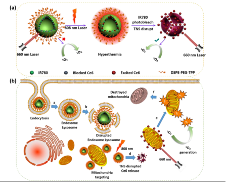 DSPE-PEG-TPP 磷脂聚乙二醇三苯基膦 TPP-PEG-DSPE的结构式以及应用文献_dspe-peg2000-tpp-CSDN博客