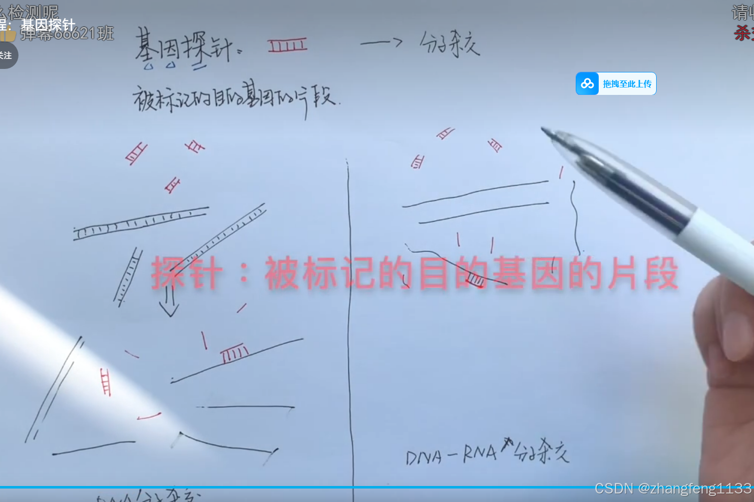 基因探针（gene probe），也叫核酸探针（nucleic acid probe），不是机械装置，而是一段已知序列、经过标记的单链 DNA 或 RNA 分子，_探针 基因-CSDN博客
