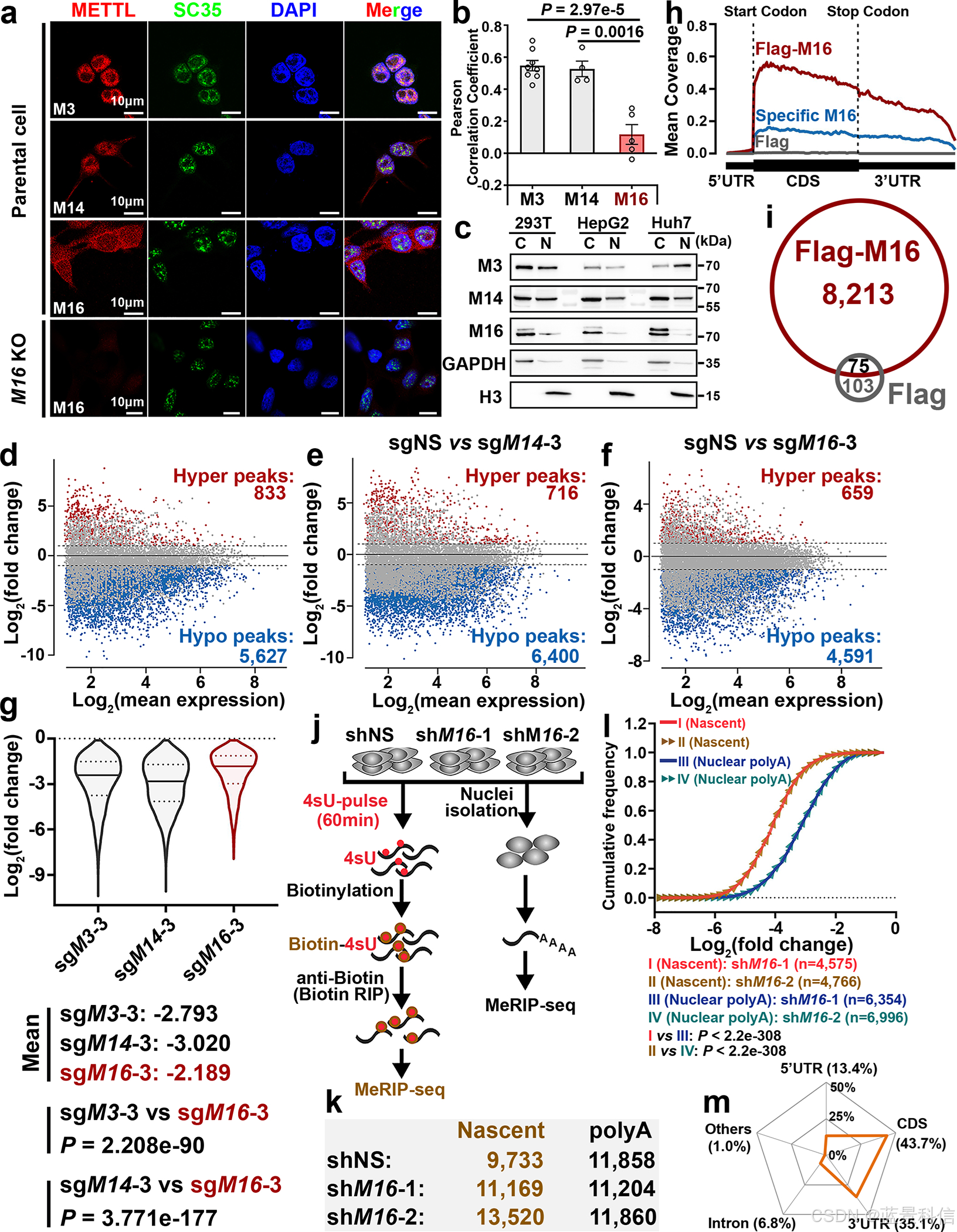 m6A MeRIP-seq联合Ribo-seq的研究思路_ribo-seq qpcr验证-CSDN博客