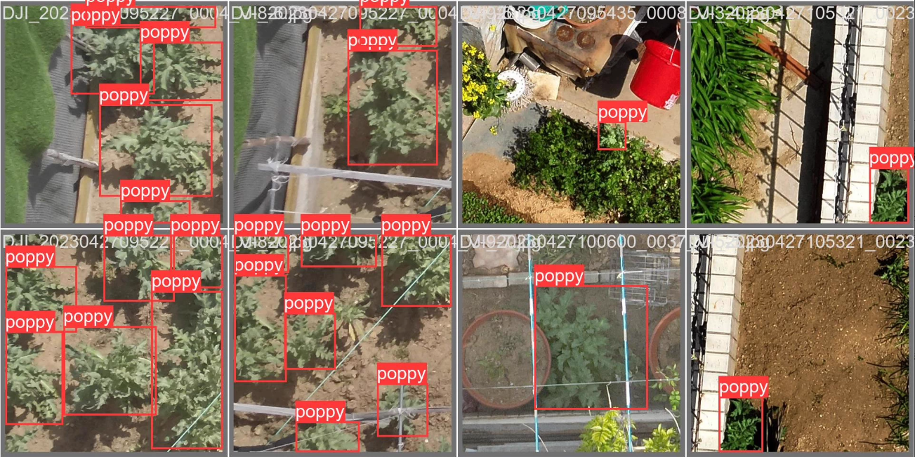 深度谢谢基于 **YOLOv8 + Streamlit** 的 **无人机罂粟毒品植株识别系统 深度学习目标检测YOLOV8模型如何训练无人机 ...
