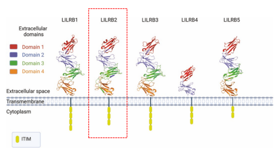 白细胞免疫球蛋白样受体B2 LILRB2-CSDN博客