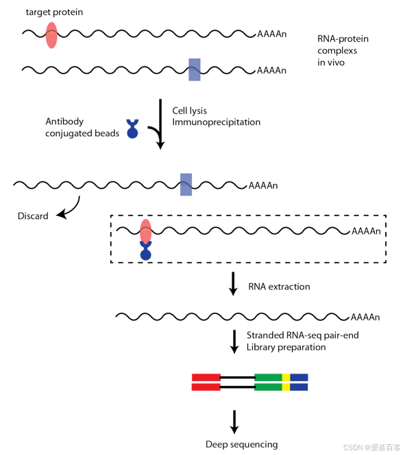 RNA结合蛋白研究技术：RIP-seq实验分析流程及案例分享_rip-seq数据分析-CSDN博客