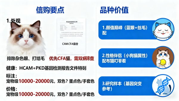 布偶猫（Mutation Crossbreed LH）全解析：基因突变造就的“小狗猫”-CSDN博客