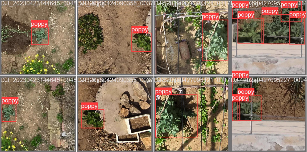 深度谢谢基于 **YOLOv8 + Streamlit** 的 **无人机罂粟毒品植株识别系统 深度学习目标检测YOLOV8模型如何训练无人机 ...
