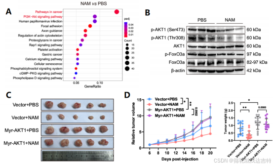 Gut（IF：23.1）丨南方医科大学何肖龙团队揭示肠道菌群通过代谢物靶向调控宿主细胞的新机制_gut microbial-derived n-acetylmuramic acid ...