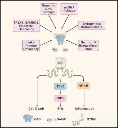 学习笔记系列--cGAS-STING信号通路基础知-CSDN博客