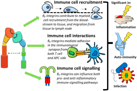 整合素家族分子CD11_cd11b-CSDN博客