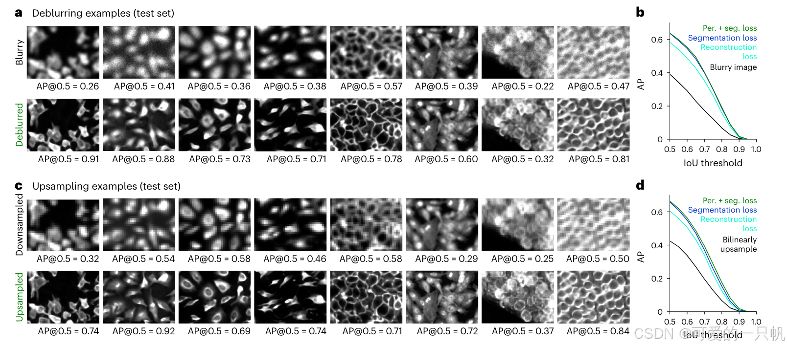 Cellpose3·一键式图像恢复，改进细胞分割-CSDN博客