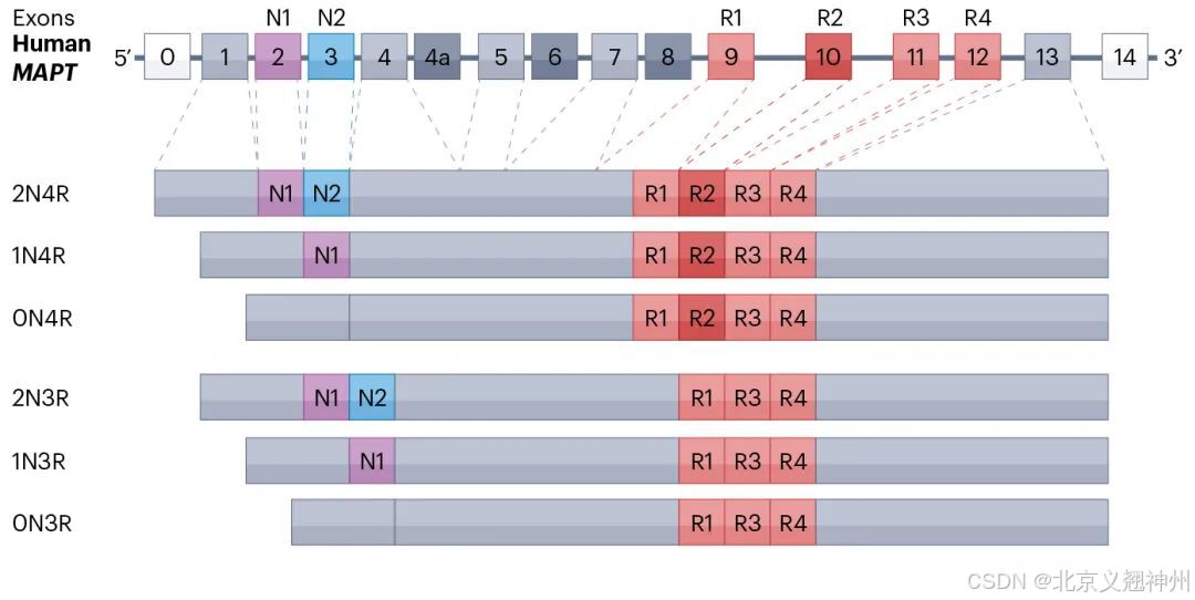 聚焦Tau蛋白修饰：揭开神经退行性疾病热门靶点的神秘面纱_15n-labeled recombinant 2n4r tau internal standard-CSDN博客
