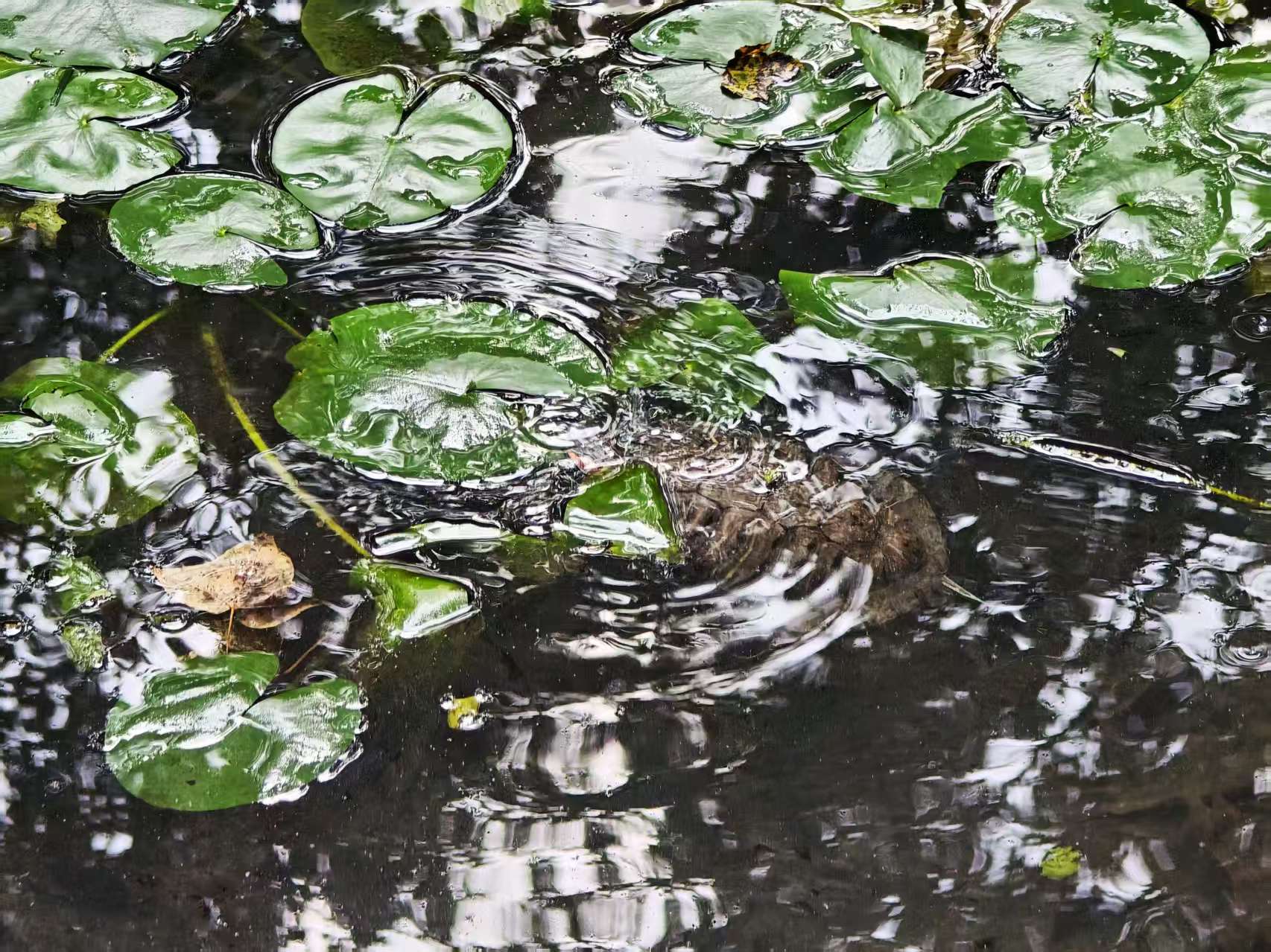 Claude Code 的使用_cc-switch-CSDN博客