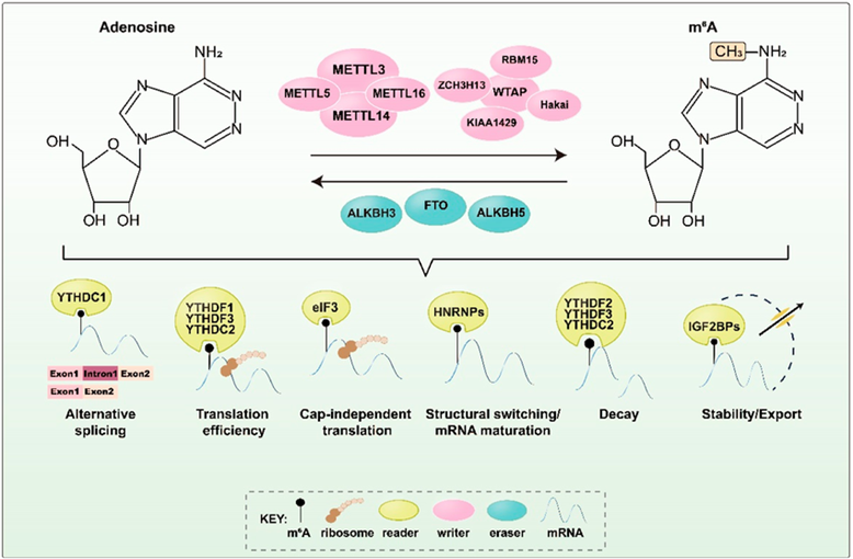 【技术干货】表观转录组之m6A甲基化修饰（一）_m6a修饰-CSDN博客