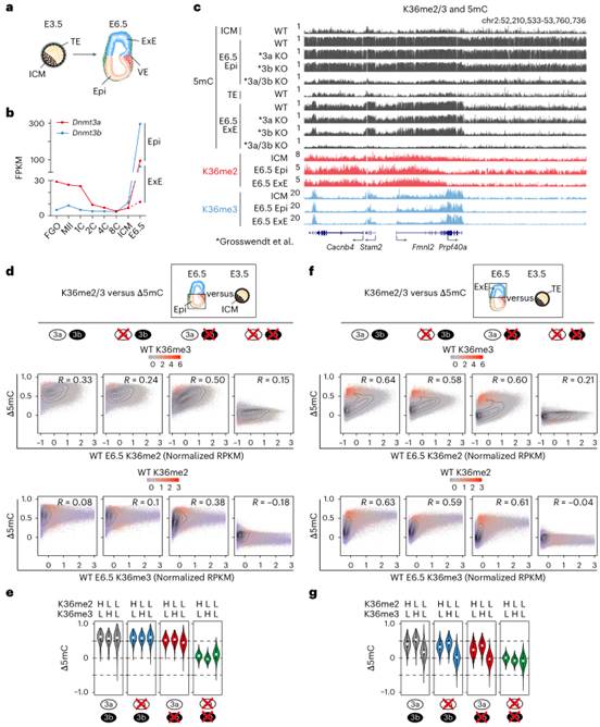 易基因|NCB/IF19.1：颉伟/卢绪坤/张宇团队WGBS+ChIP-seq+RNA-seq等揭示早期胚胎发育过程中H3K36me2调控 ...