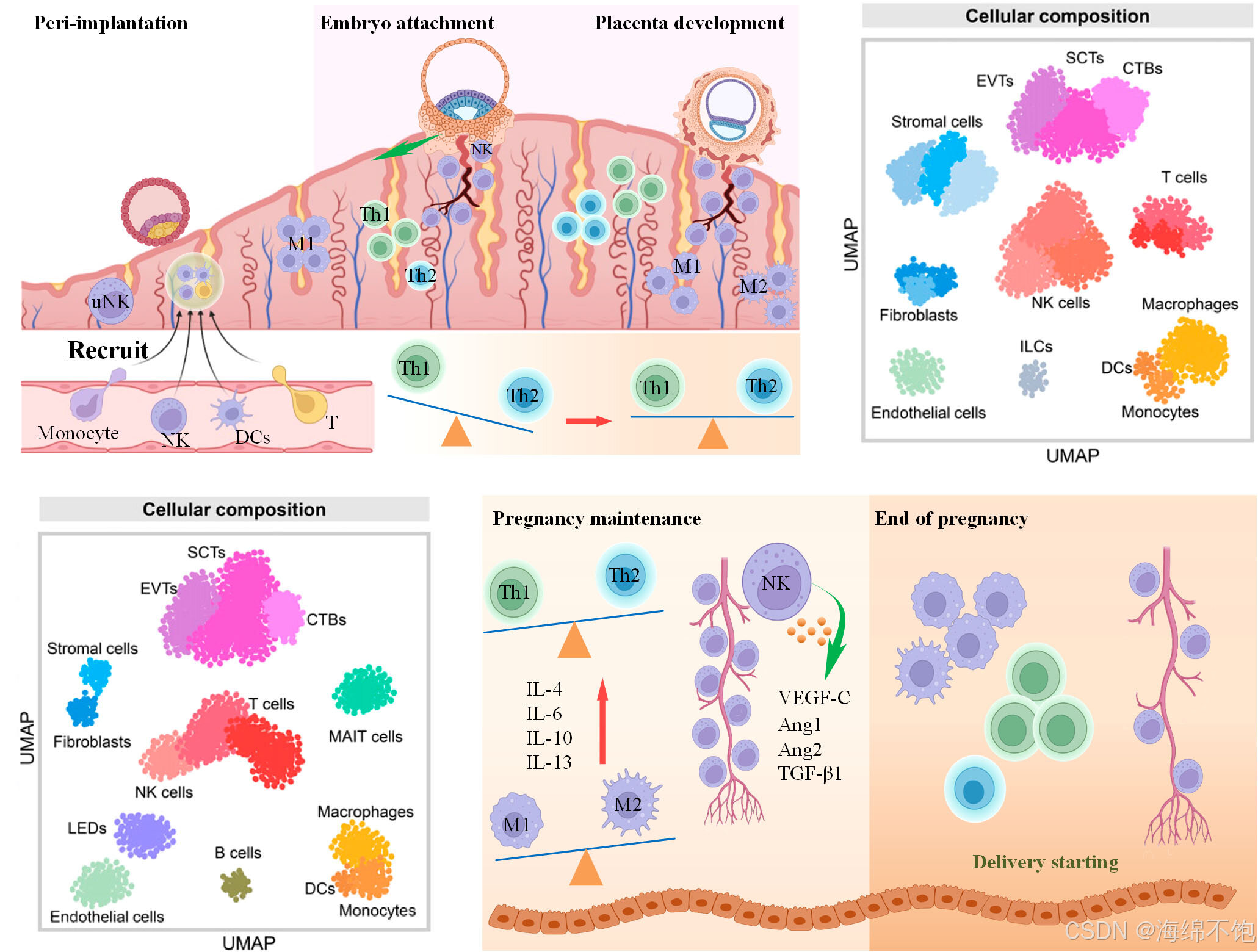 Roles of immune microenvironment in the female reproductive maintenance ...