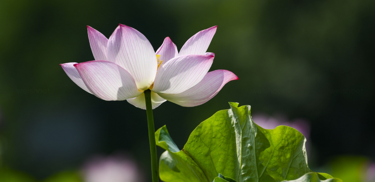 Flowers-Recognition花卉识别系统：基于PyTorch的完整实现_flowers recognition-CSDN博客