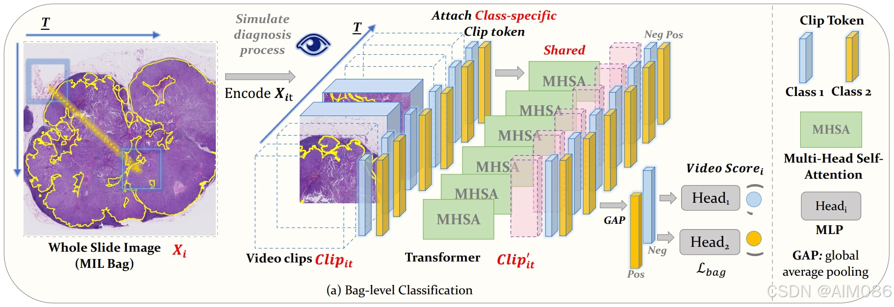 【阅读笔记】Transformer + 多实例学习---视频结构的全切片图像分类_wsi中的patch是什么-CSDN博客