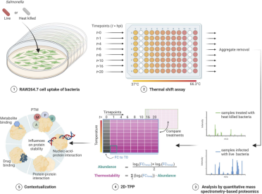 热蛋白质组分析（TPP）：解析病原体与宿主细胞相互作用的新利器-CSDN博客