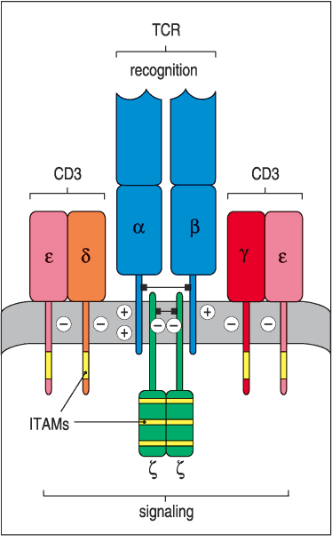 T淋巴细胞表面关键分子：CD3_t细胞表面cd3抗原被激活-CSDN博客