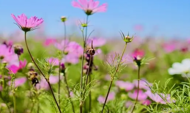 mss32.dll错误速解：高效策略恢复程序运行常态-CSDN博客