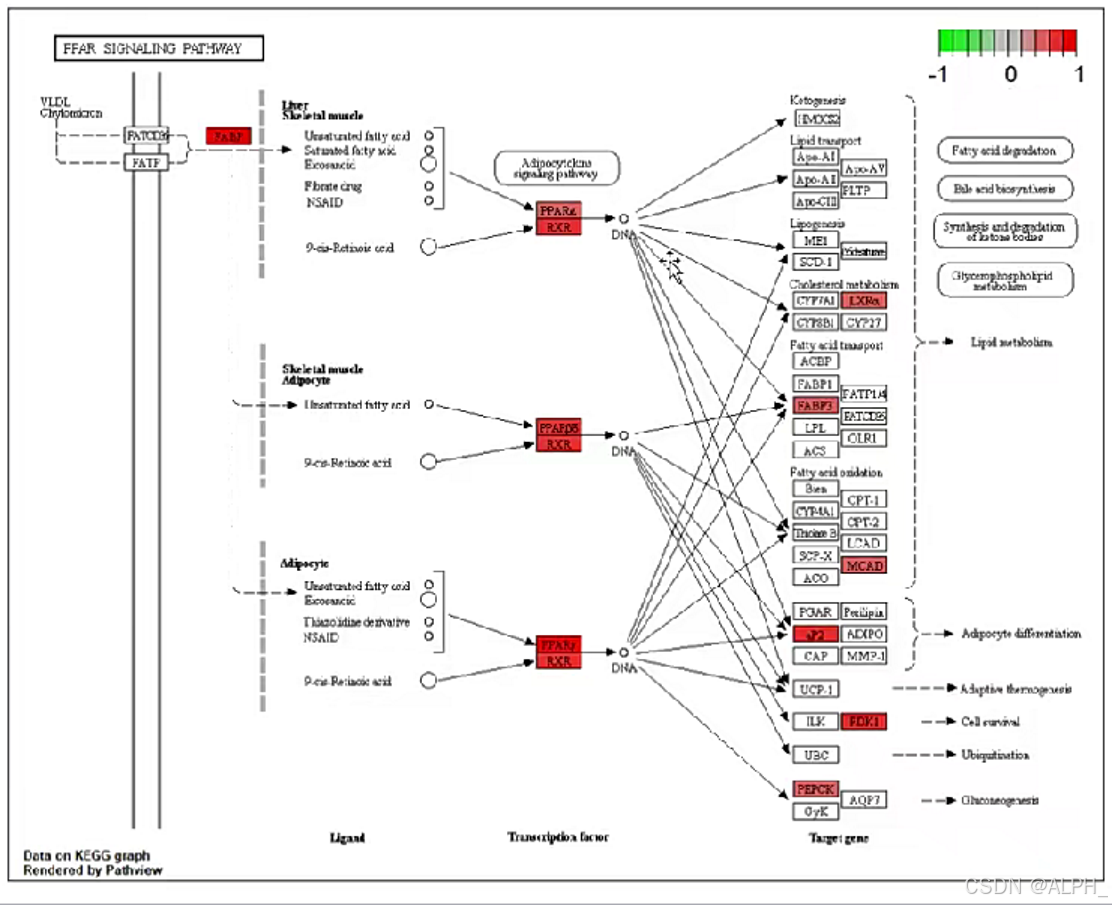 功能分析GO和通路分析KEGG（以药物分析为例）_go通路分析-CSDN博客