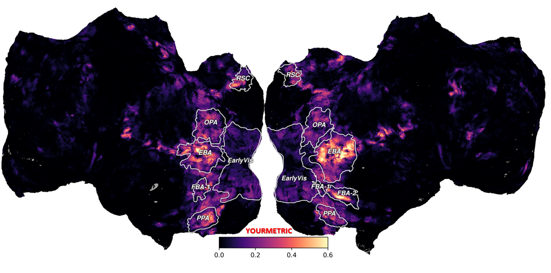 如何对NSD数据集使用Pycortex进行可视化？-CSDN博客