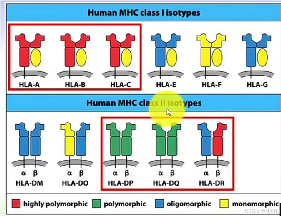 肿瘤免疫单基因分析流程_肿瘤hla分析-CSDN博客